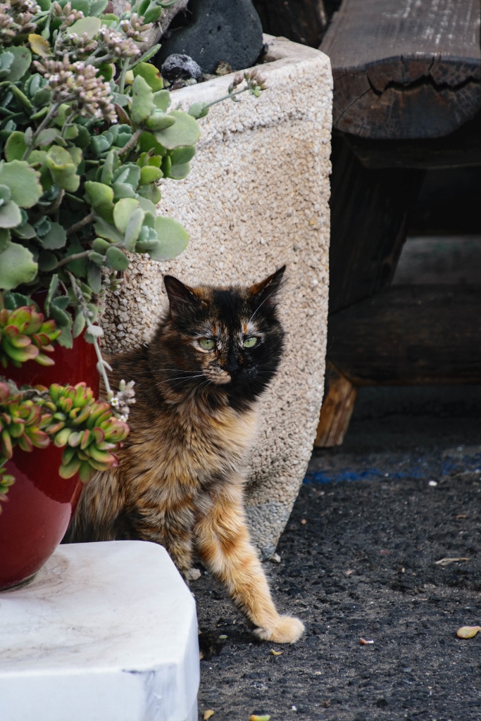 Que voir en une semaine à Lanzarote : les incontournables – L'Apprentie ...