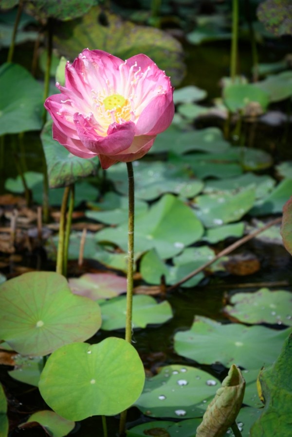 Visiter Yogyakarta sur l’île de Java : guide des incontournables – L'Apprentie Voyageuse | Blog ...